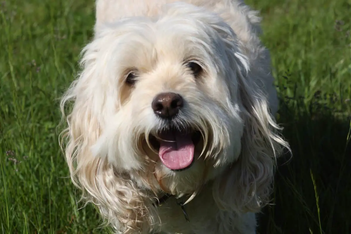 How To Stop a Cockapoo From Barking: A Complete Guide – Poodle Report