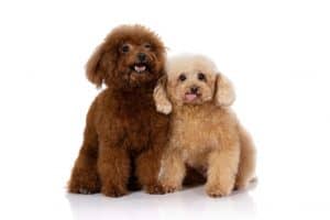 7 Types of Poodles: A Complete Guide (With Pictures) – Poodle Report
