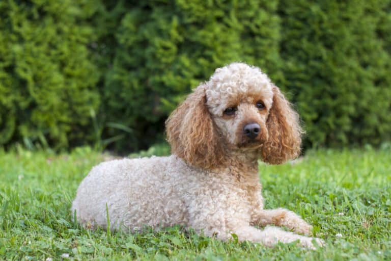 7 Types of Poodles: A Complete Guide (With Pictures) – Poodle Report