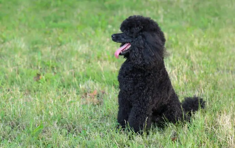 Moyen Poodles: Everything You Need To Know (With Pictures) – Poodle Report