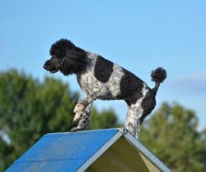 Parti Poodles: A Complete Explanation (With Pictures) – Poodle Report