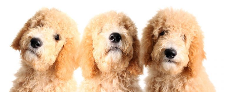 7 Types of Poodles: A Complete Guide (With Pictures) – Poodle Report