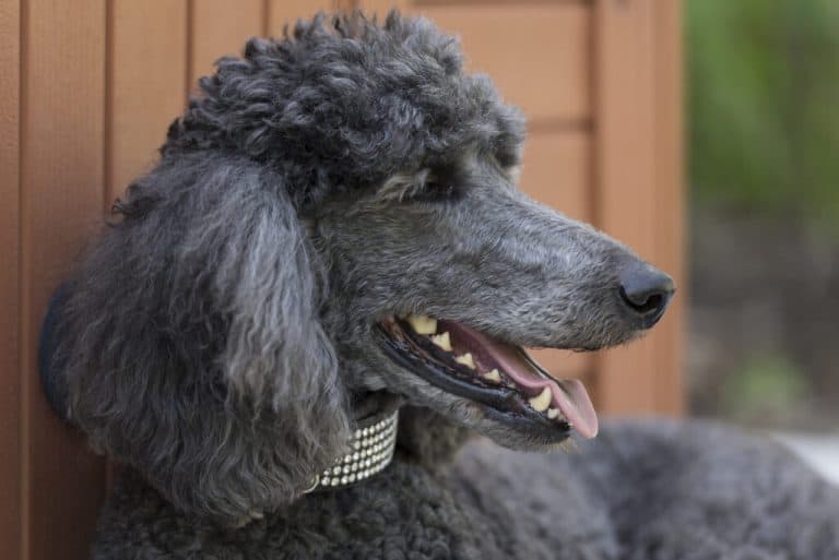 7 Types of Poodles: A Complete Guide (With Pictures) – Poodle Report