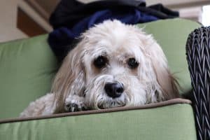 Why Cockapoos Bite (And How To Stop It) – Poodle Report