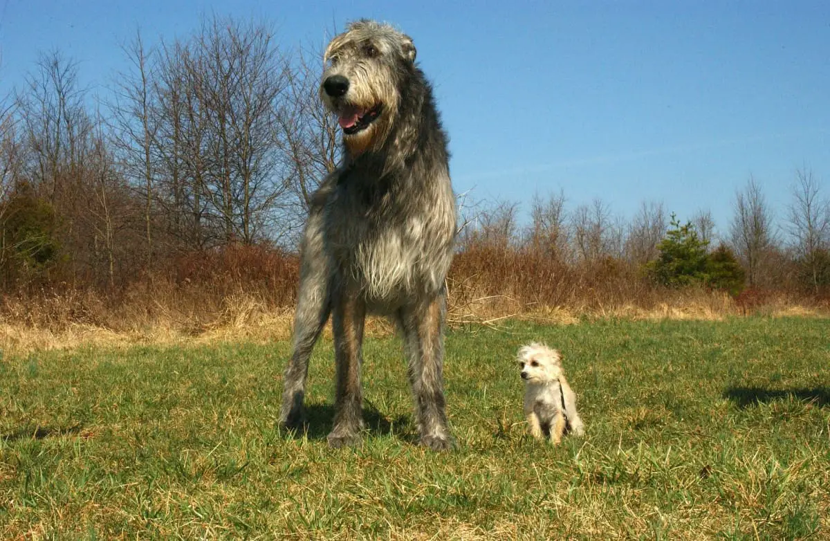 The 12 Best Large Poodle Mixes (With Pictures) – Poodle Report