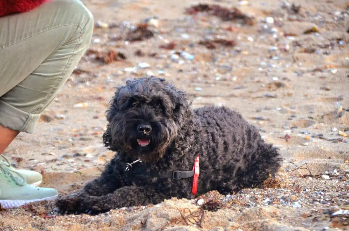 Why Cockapoos Bite: Causes, Cocker Rage & How To Stop It