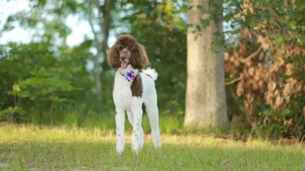 Parti Poodles: A Complete Explanation (With Pictures) – Poodle Report