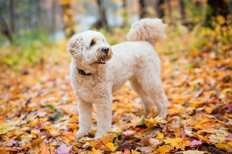 Separation Anxiety in Goldendoodles (And How to Stop It) – Poodle Report
