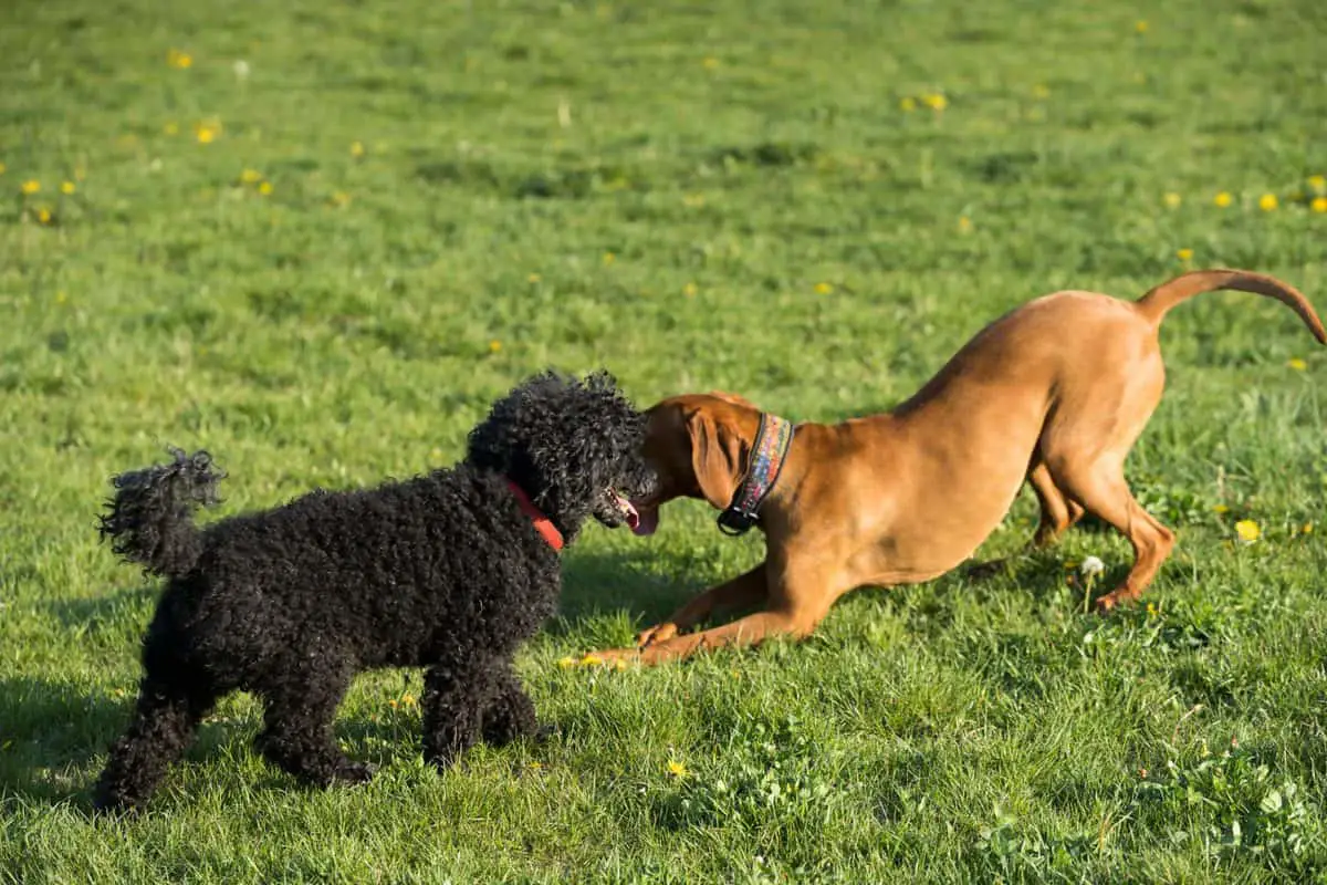 10 Poodle Care Tips Every Owner Should Know - Poodle Report