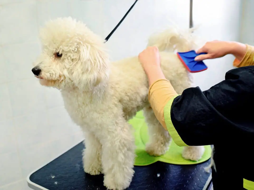 10 Poodle Care Tips Every Owner Should Know – Poodle Report