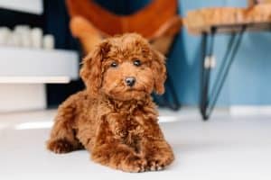 Red Poodles: Everything You Need to Know (With Pictures) – Poodle Report