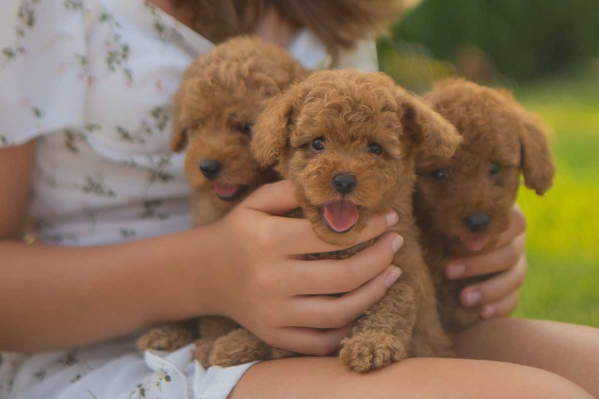 Red Poodles: Everything You Need To Know (With Pictures) - Poodle Report