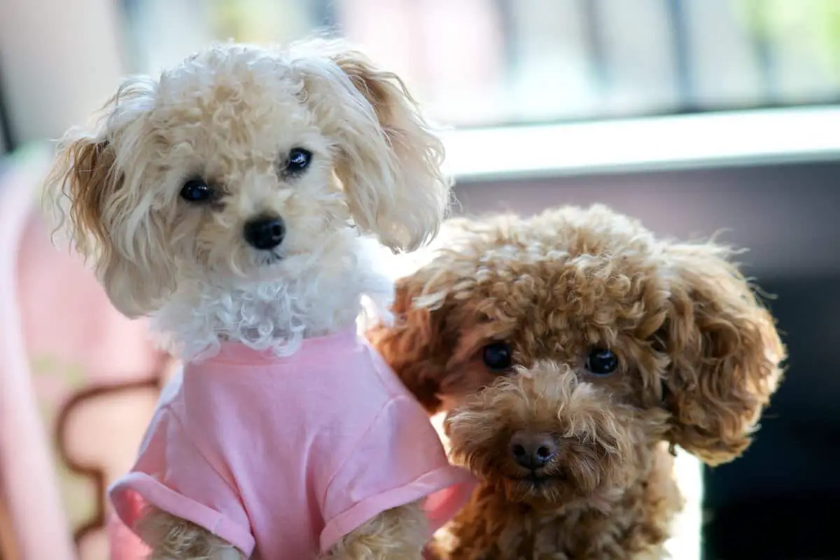 2026 Most Popular Poodle Mixes: Rankings & Ownership Truths