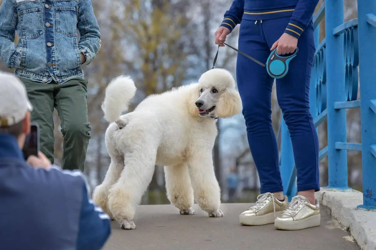 Standard Poodle Guide: Temperament, Size, & Care